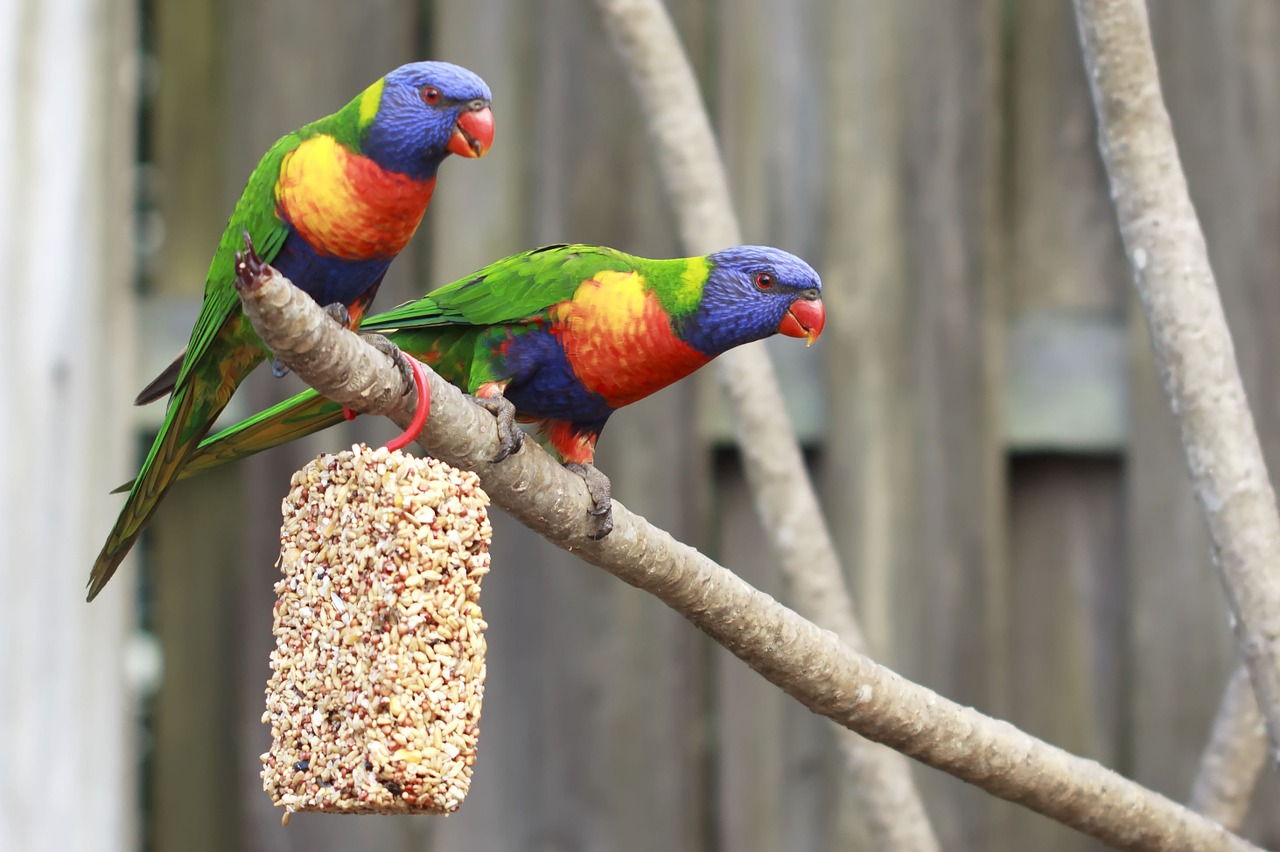 Vogel Als Haustier