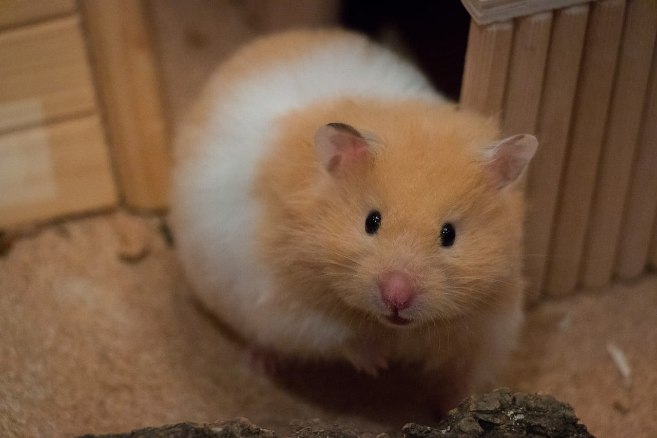 Der syrische Goldhamster - Heimtier-Ratgeber.de