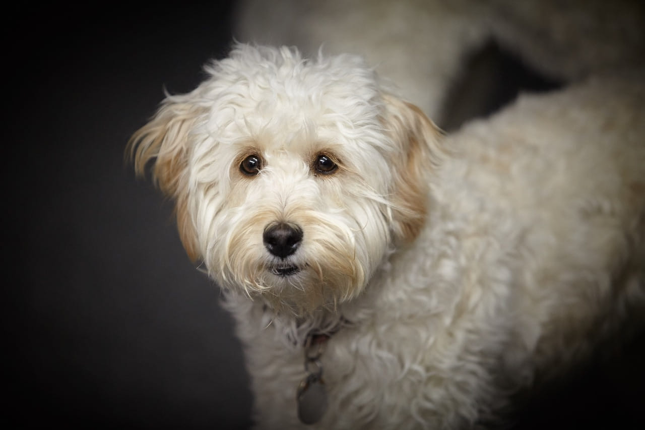 Labradoodle: Mischling mit Charakter und Charme