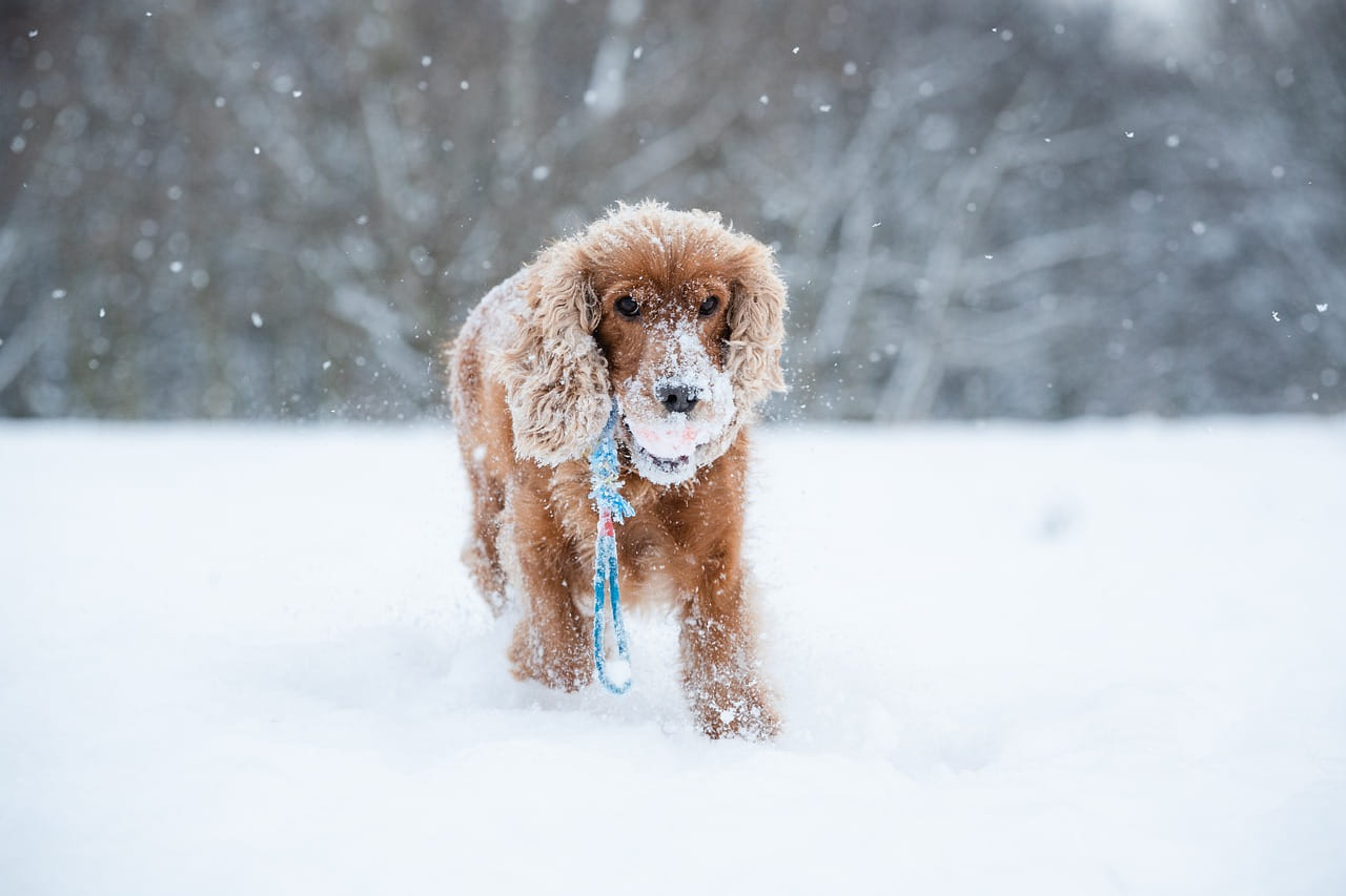 Cocker Spaniel - Haltung, Pflege und Steckbrief
