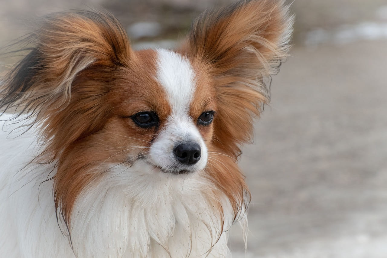 Cocker Spaniel - Haltung, Pflege und Steckbrief