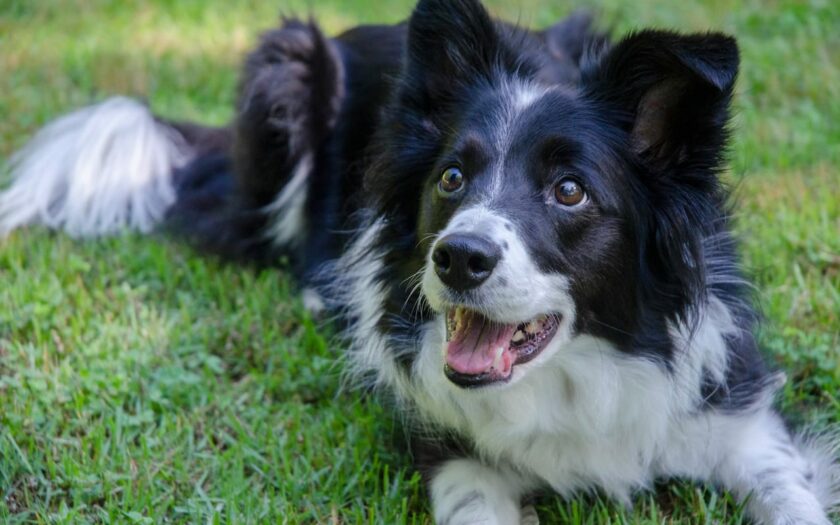Labradoodle: Mischling mit Charakter und Charme